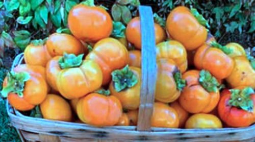 O que importa saber sobre o dióspiro, fruto doce do outono ...